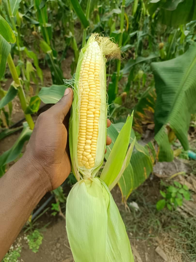 Sweet Corn - Teewhy Group
